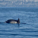 Gulf of Olbia: Dolphin watching by dinghy - Why Value Matters