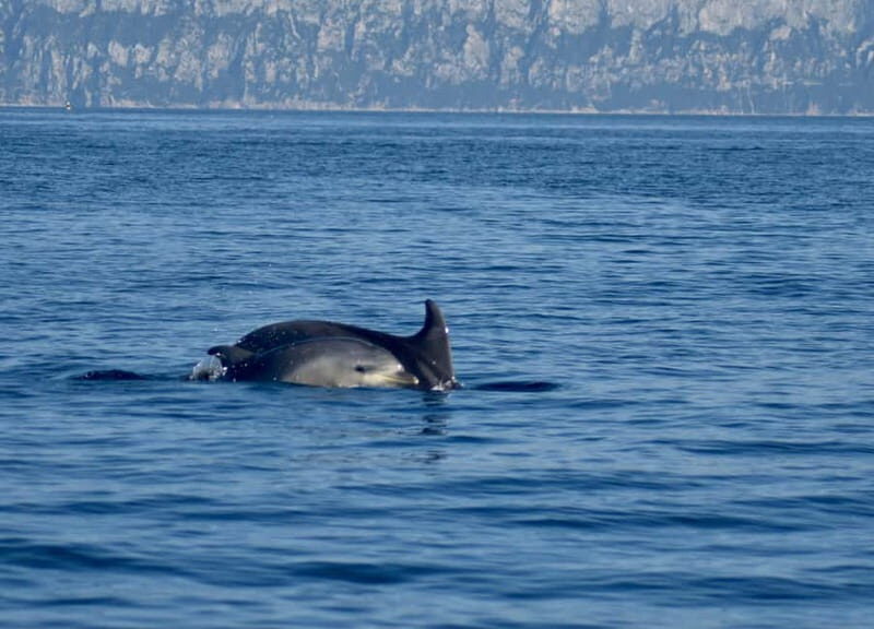 Gulf of Olbia: Dolphin watching by dinghy - Why Value Matters