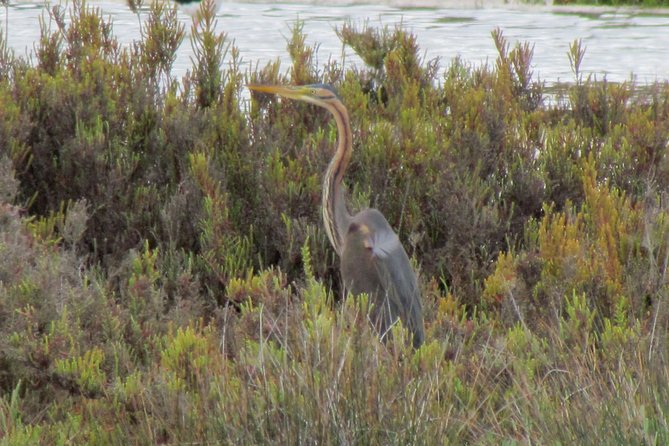 Half-day birdwatching at the Abicada marshed - Discovering the Wetlands Near Lagos