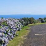 Half Day Faial Island Tour - Practical Details and What to Expect