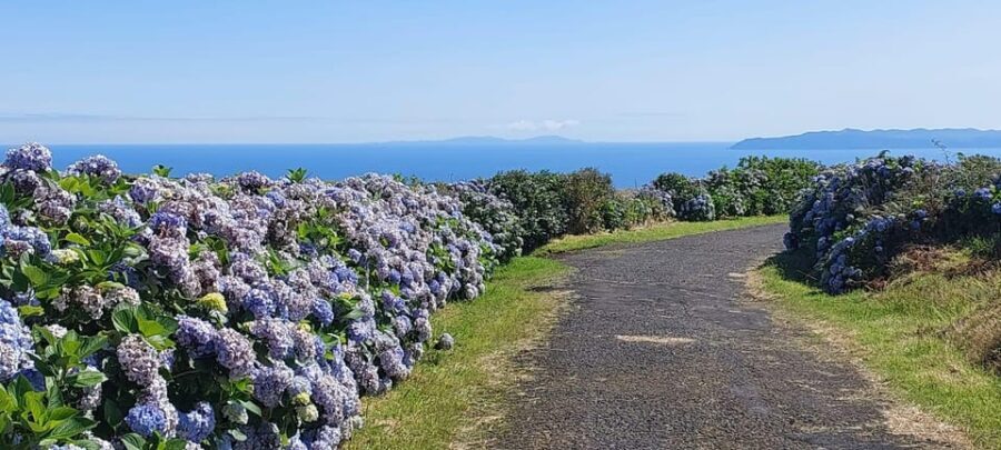 Half Day Faial Island Tour - Practical Details and What to Expect