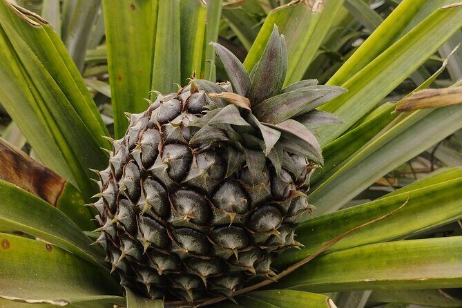 Half Day Fire Lake and Pineapple Farm Tour in Sao Miguel with Tea - What’s Included and Whats Not