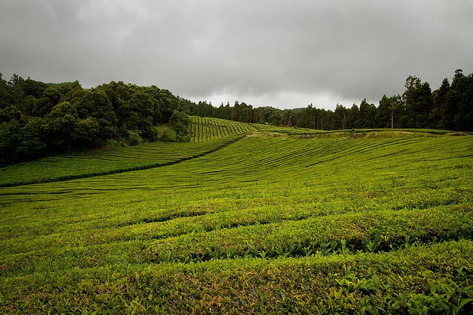 Half day Gorreana - Pedestrian Walk and Tea Tasting (Min. 2 persons) - Key Points