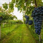 Half-day Hills Experience to San Gimignano with Pic Nic Wine - The Picnic in the Vineyards