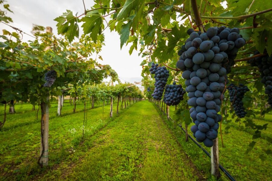Half-day Hills Experience to San Gimignano with Pic Nic Wine - The Picnic in the Vineyards