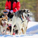 Half-Day Husky Safari and Salmon Ice Fishing Experience - FAQ