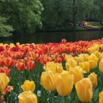 Half Day Keukenhof Tulip Paradise Trip from Amsterdam - Keukenhof: The Flower Wonderland