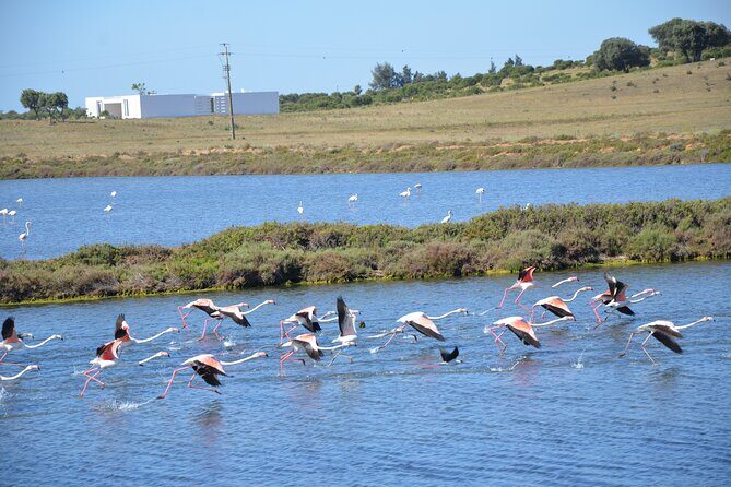 Half-Day Nature Safari in the Algarve - What You’ll Get — Value and Experience