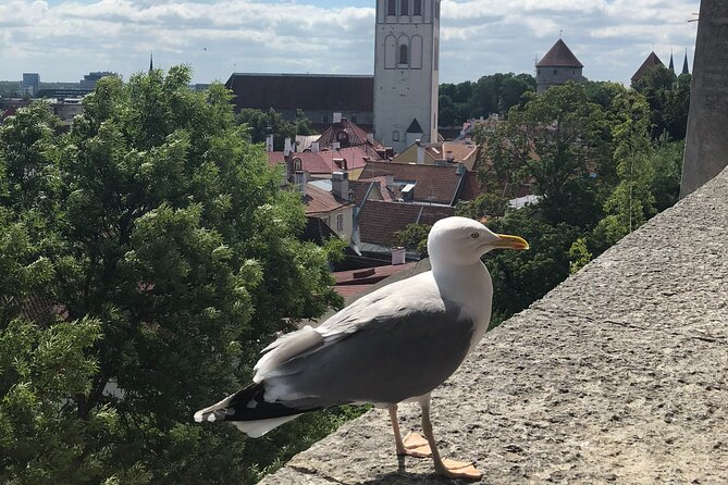 Half-Day Private Accessible City Tour in Tallinn - Introduction