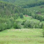 Half Day Tour to Bucovina Painted Monasteries - Final Thoughts