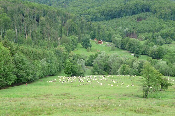 Half Day Tour to Bucovina Painted Monasteries - Final Thoughts