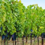 Half-Day Trip from Madrid: Alcalá de Henares & Winery Visit - Who Will Enjoy This Tour?