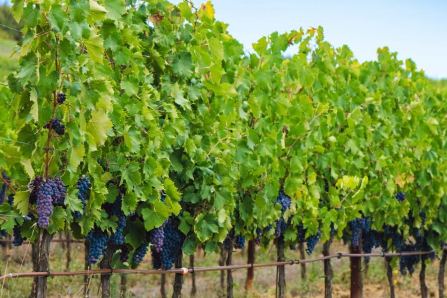 Half-Day Trip from Madrid: Alcalá de Henares & Winery Visit - Who Will Enjoy This Tour?