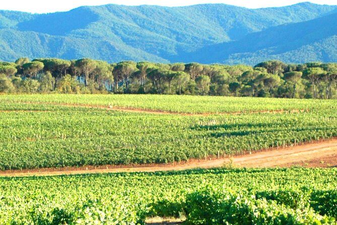 Half Day Wine Tour around Sainte Victoire from Aix en Provence - The Experience: What You Can Expect on the Tour