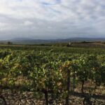 Half day wine tour. Private tour from Carcassonne and around. - What the Reviews Say