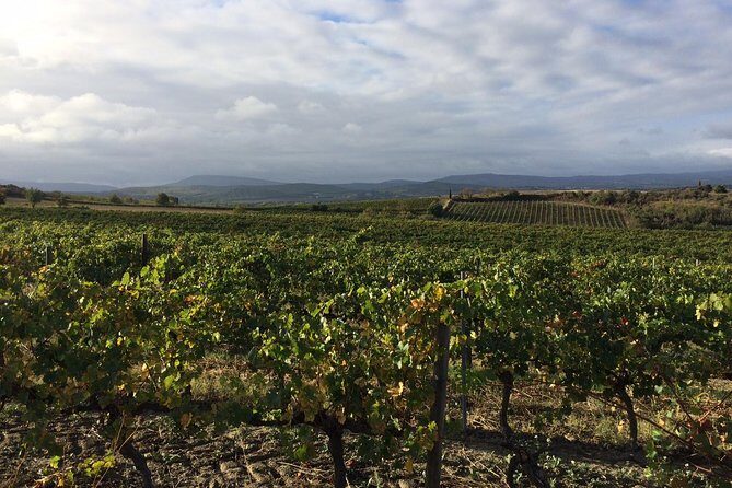 Half day wine tour. Private tour from Carcassonne and around. - What the Reviews Say