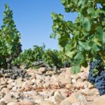 Half-Day Winery and Wine Tasting Guided Walking Tour - Why This Tour Works Well for Travelers