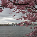 Hamburg Van Tour - Spring Special - Exploring Hamburg’s Scenic Quarters and Botanical Gardens