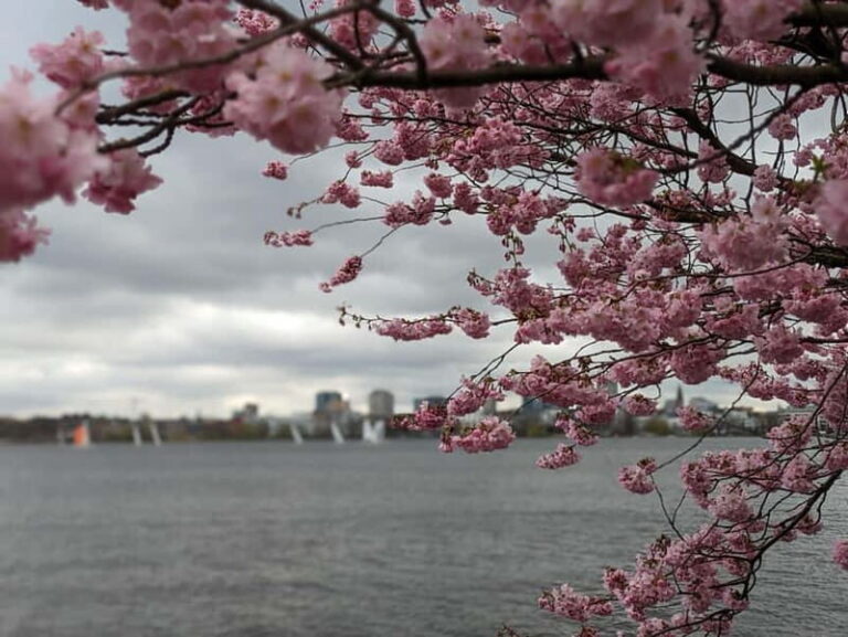 Hamburg Van Tour - Spring Special - Exploring Hamburg’s Scenic Quarters and Botanical Gardens