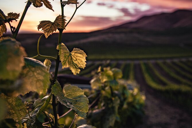 Haro, Laguardia and two Rioja wineries from Bilbao - An In-Depth Look at the Haro, Laguardia, and Rioja Wineries Tour from Bilbao