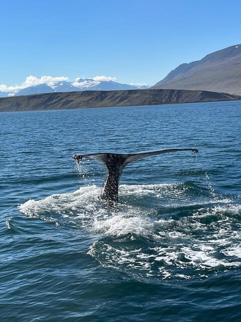 Hauganes: Whale Watching North Iceland - The Value of This Tour