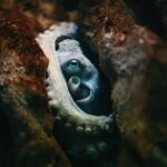 Heraklion Area: CRETAquarium Admission Ticket - Who Will Love It?