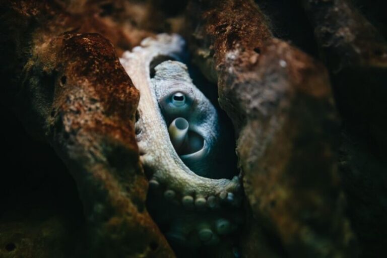 Heraklion Area: CRETAquarium Admission Ticket - Who Will Love It?