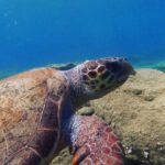 Heraklion: Beginner's intro dive w/2 Dives with transfer. - Is This Tour Worth Its Price?