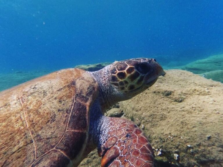 Heraklion: Beginner's intro dive w/2 Dives with transfer. - Is This Tour Worth Its Price?