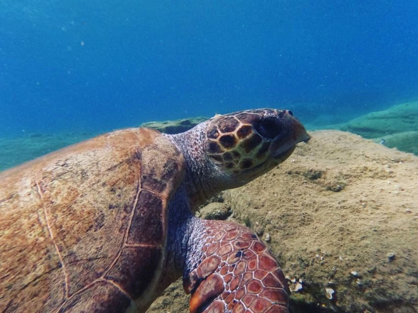 Heraklion: Beginner's intro dive w/2 Dives with transfer. - Is This Tour Worth Its Price?