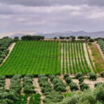 Heraklion: Olive oil and Wine Tour with Lunch - What Travelers Say