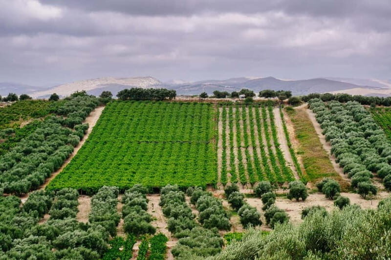 Heraklion: Olive oil and Wine Tour with Lunch - What Travelers Say