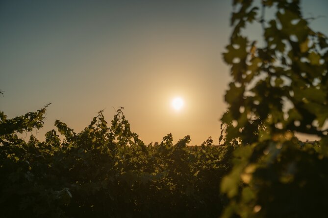 Heraklion Private Half-Day Wine Tasting Tour in Lyrarakis Winery - Heraklion Private Half-Day Wine Tasting Tour in Lyrarakis Winery: A Deep Dive