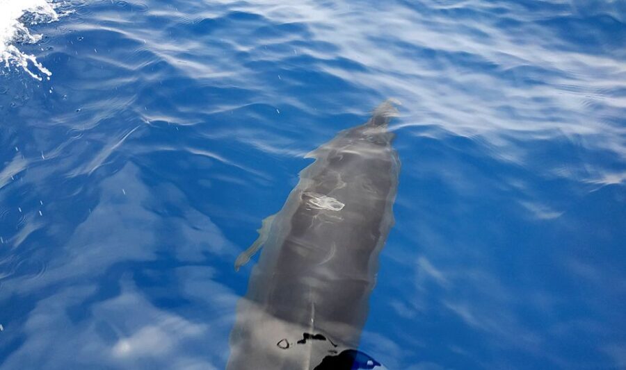 Heraklion: Private sailing to Dia Island with Lunch - The waters, wildlife, and scenery