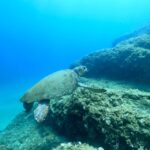 Heraklion: Scuba Diving Experience for First-Timers - What Travelers are Saying