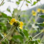 Herbalism and Wildlife (Small group experience) - The Itinerary: A Deep Dive into Naxos’s Natural and Cultural Treasures