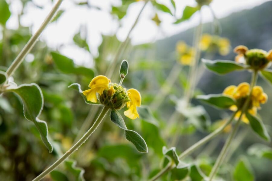 Herbalism and Wildlife (Small group experience) - The Itinerary: A Deep Dive into Naxos’s Natural and Cultural Treasures