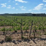 Herdade Canal Caveira - Visit Winery & Picnic - Pricing and Value