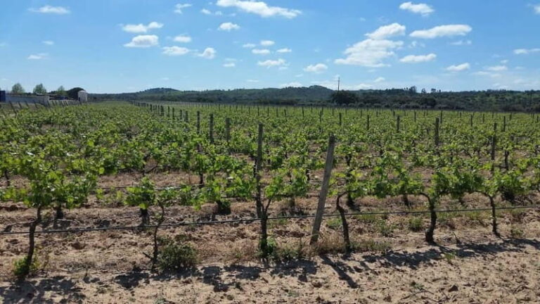 Herdade Canal Caveira - Visit Winery & Picnic - Pricing and Value