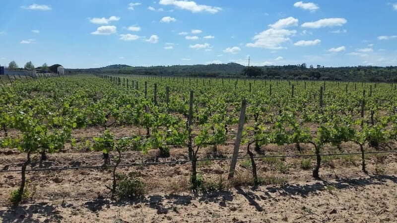 Herdade Canal Caveira - Visit Winery & Picnic - Pricing and Value