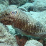 Hersonissos, Stalida: Scuba Diving Experience for beginners - The Itinerary: What Makes Each Step Special