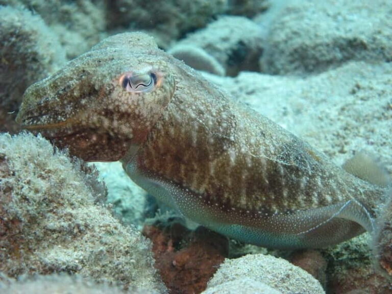 Hersonissos, Stalida: Scuba Diving Experience for beginners - The Itinerary: What Makes Each Step Special