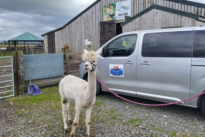 Highland Cows, Walk Alpacas & Scottish Wildlife Centre from Edin. - Detailed Breakdown of the Itinerary