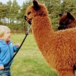 Highland Cows, Walk Alpacas & Visit a Scottish Wildlife Centre - How the Tour Works