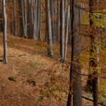 Hike in The Central Balkan National Park - What Do You Get for Your Money?