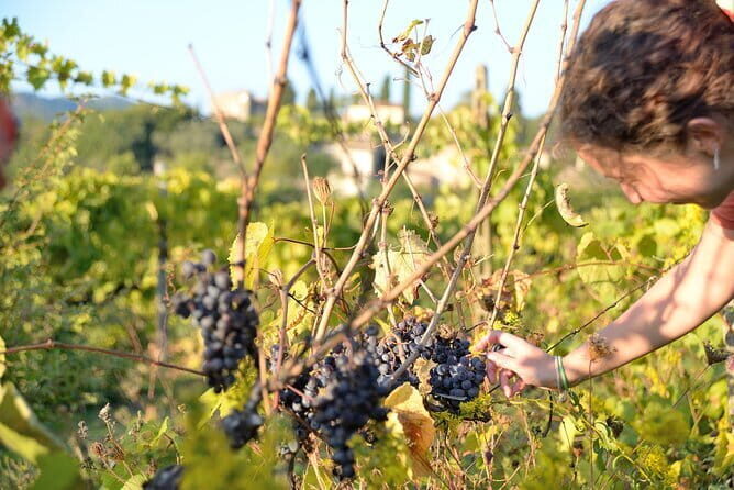 Hike & Wine Tour - The Sum Up