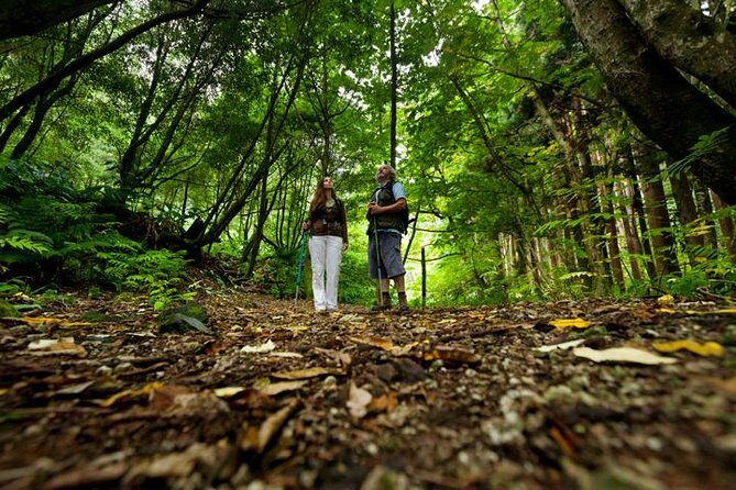 Hiking Faial da Terra + Van Tour Nordeste - Practical Details and Tips