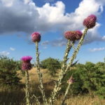 Hiking in the Murgia of Castel del Monte - Who Would Love This Tour?