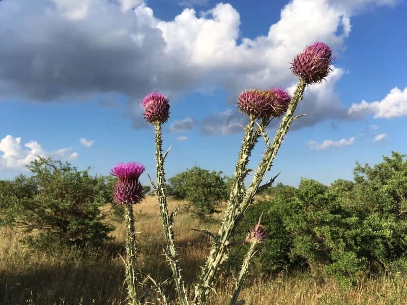 Hiking in the Murgia of Castel del Monte - Who Would Love This Tour?