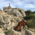 Hiking on Alcúdia Peninsula - The Itinerary: What to Expect Step by Step